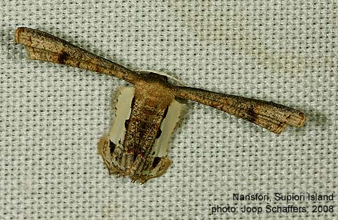 Papua Insects Foundation (Lepidoptera/Uraniidae/Epipleminae/Phazaca ...